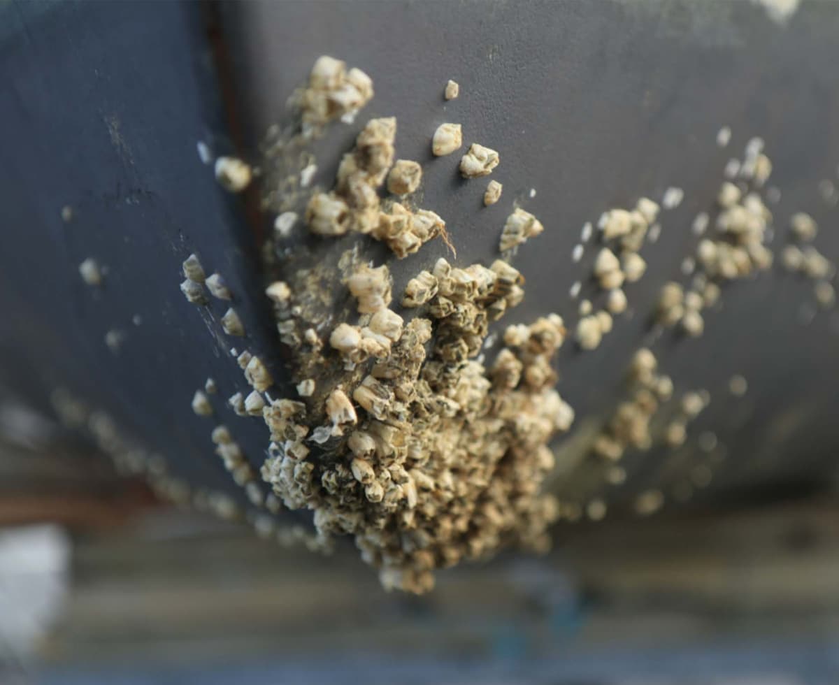 How Our Ultrasonic Antifouling System Works